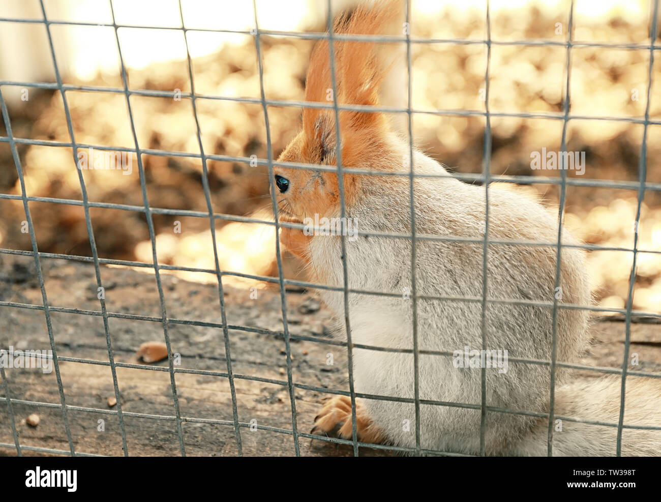 Cage with cute squirrel on farm Stock Photo - Alamy
