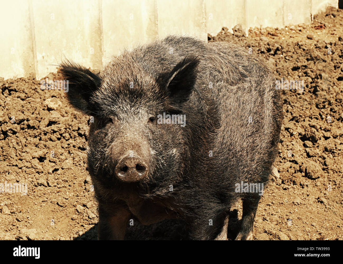 Huge wild boar hi-res stock photography and images - Alamy