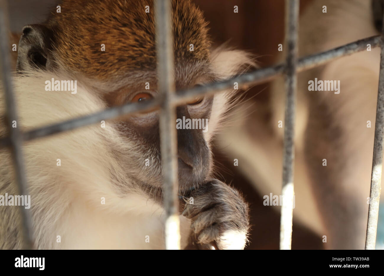 Cage with cute monkey on farm, closeup Stock Photo - Alamy
