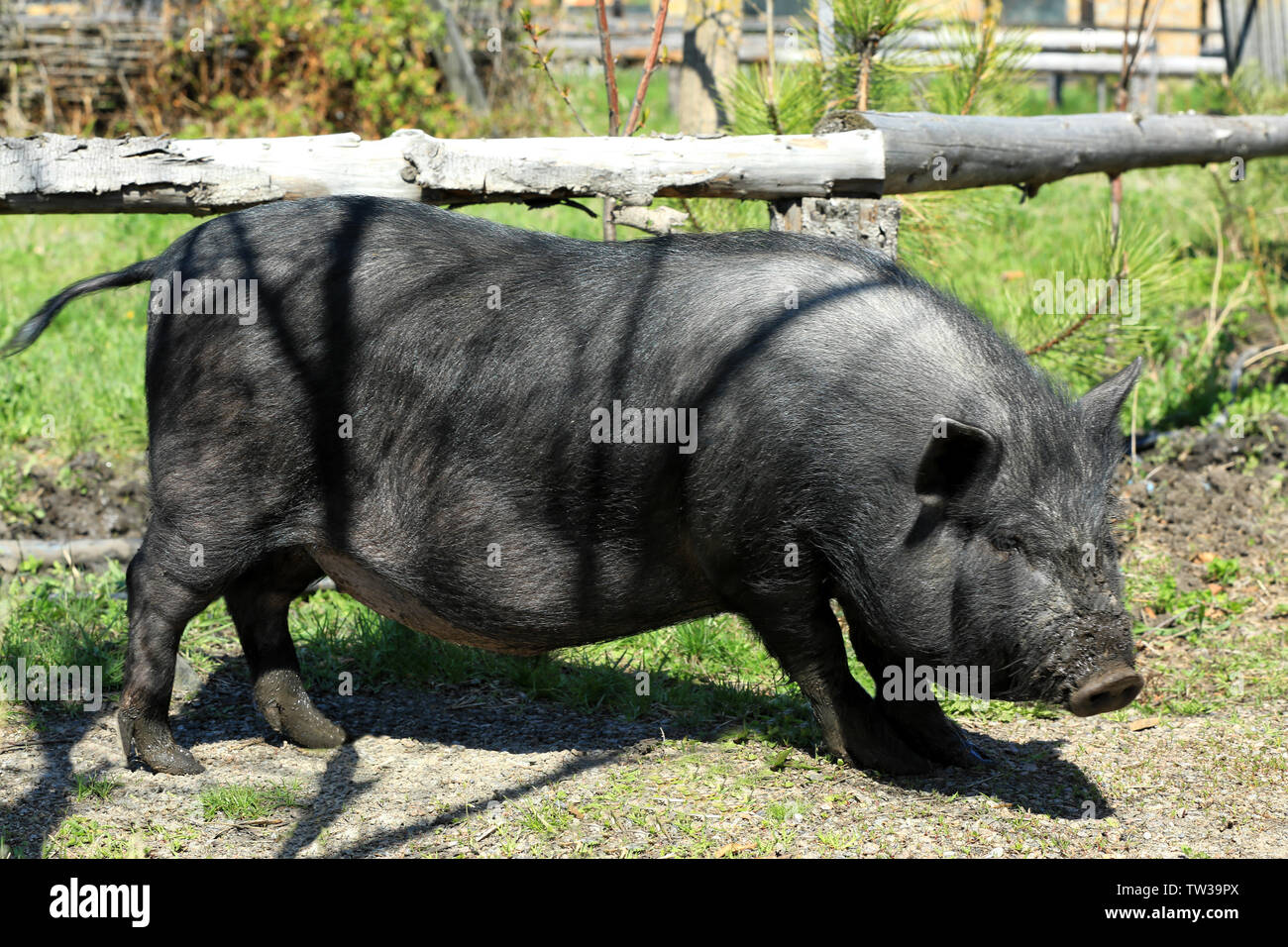Enclosure big cute pig hi-res stock photography and images - Alamy
