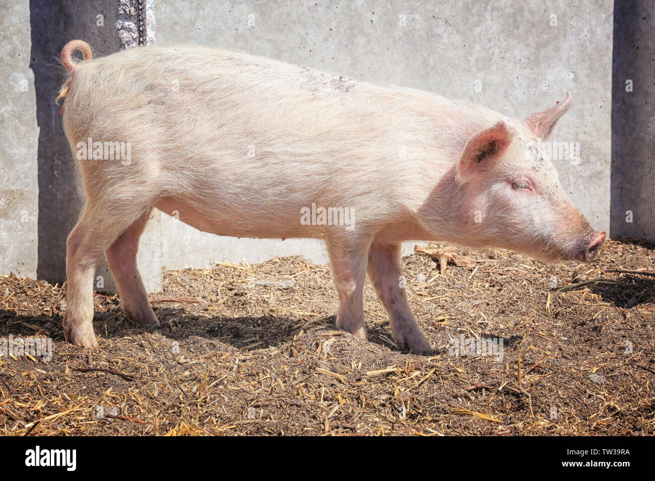 Cute pink pig on farm in sunny day Stock Photo - Alamy
