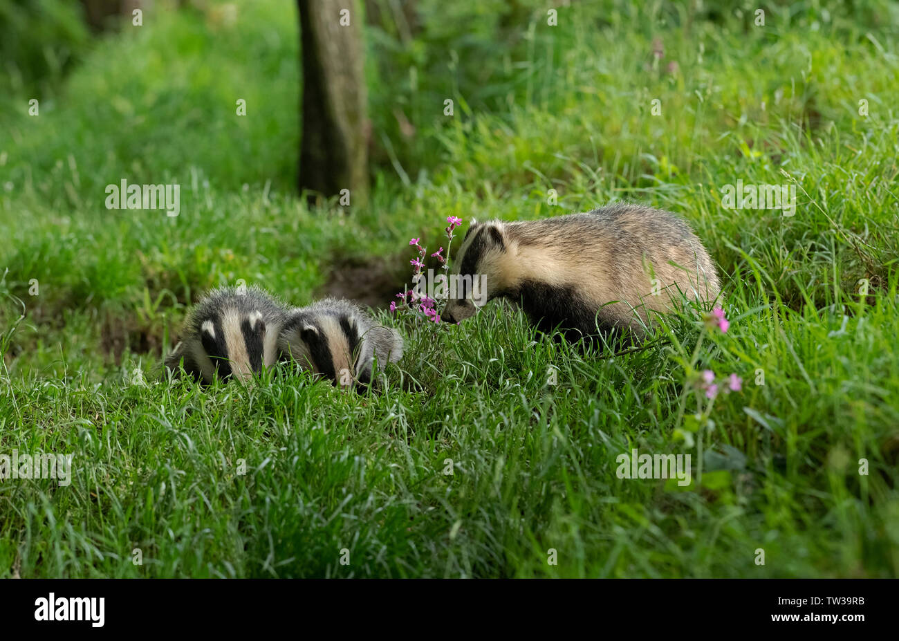 Meles meles cub hi-res stock photography and images - Alamy