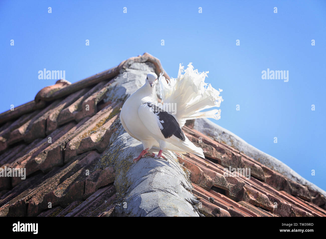 Beautiful dove sitting on rustic roof Stock Photo - Alamy