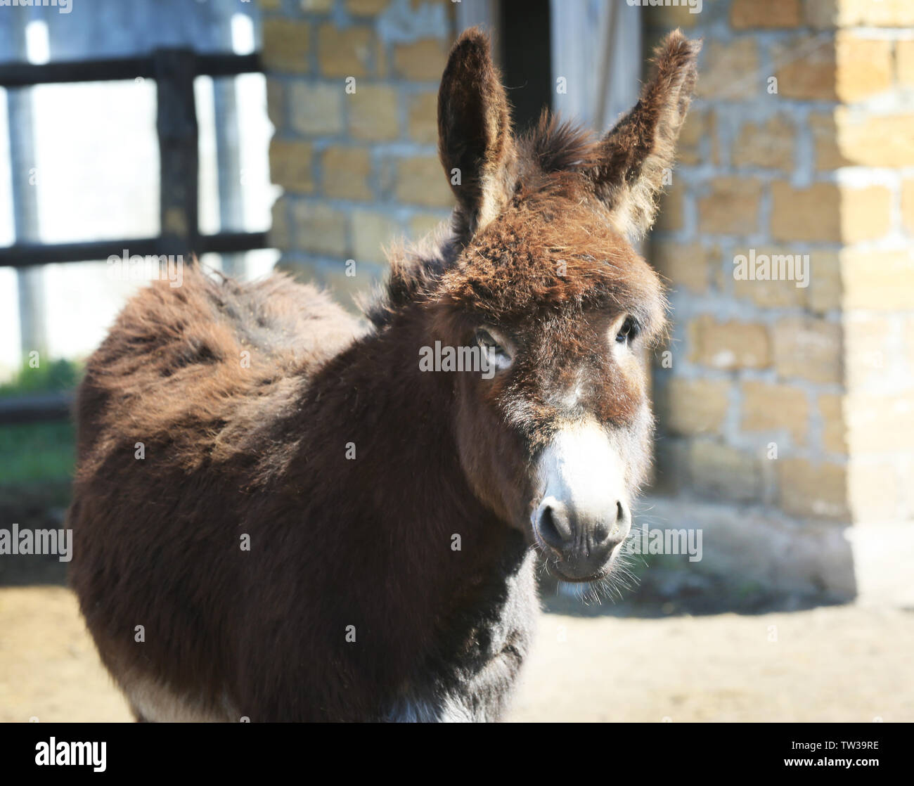 Funny donkeys on farm hi-res stock photography and images - Alamy