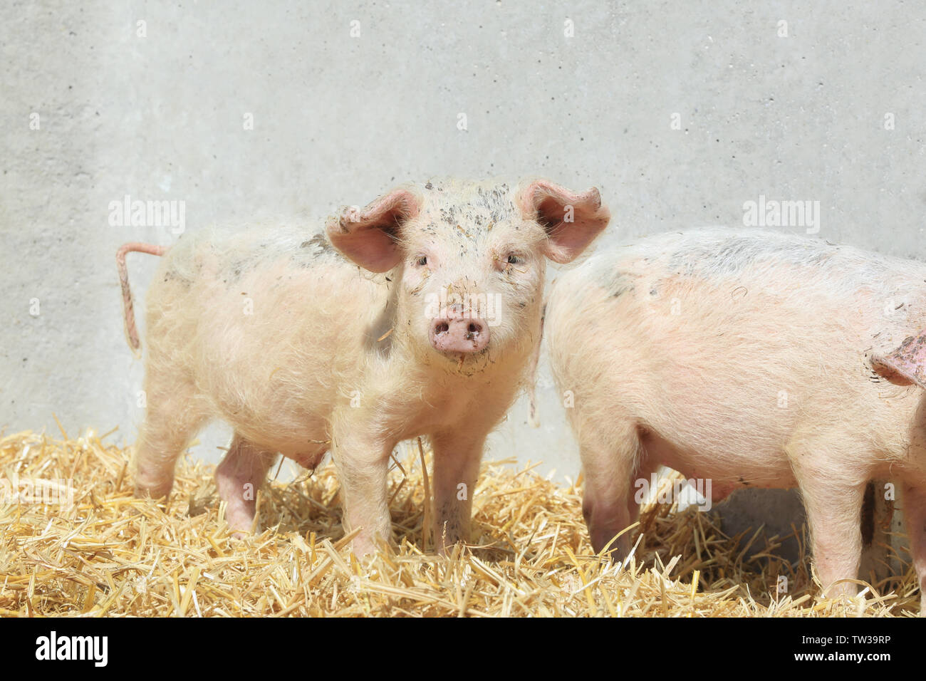 Cute pigs hi-res stock photography and images - Alamy