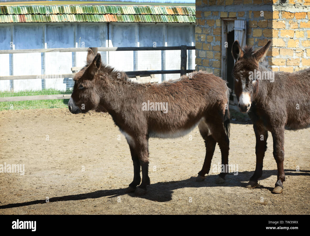 Enclosure with cute donkeys on farm Stock Photo - Alamy