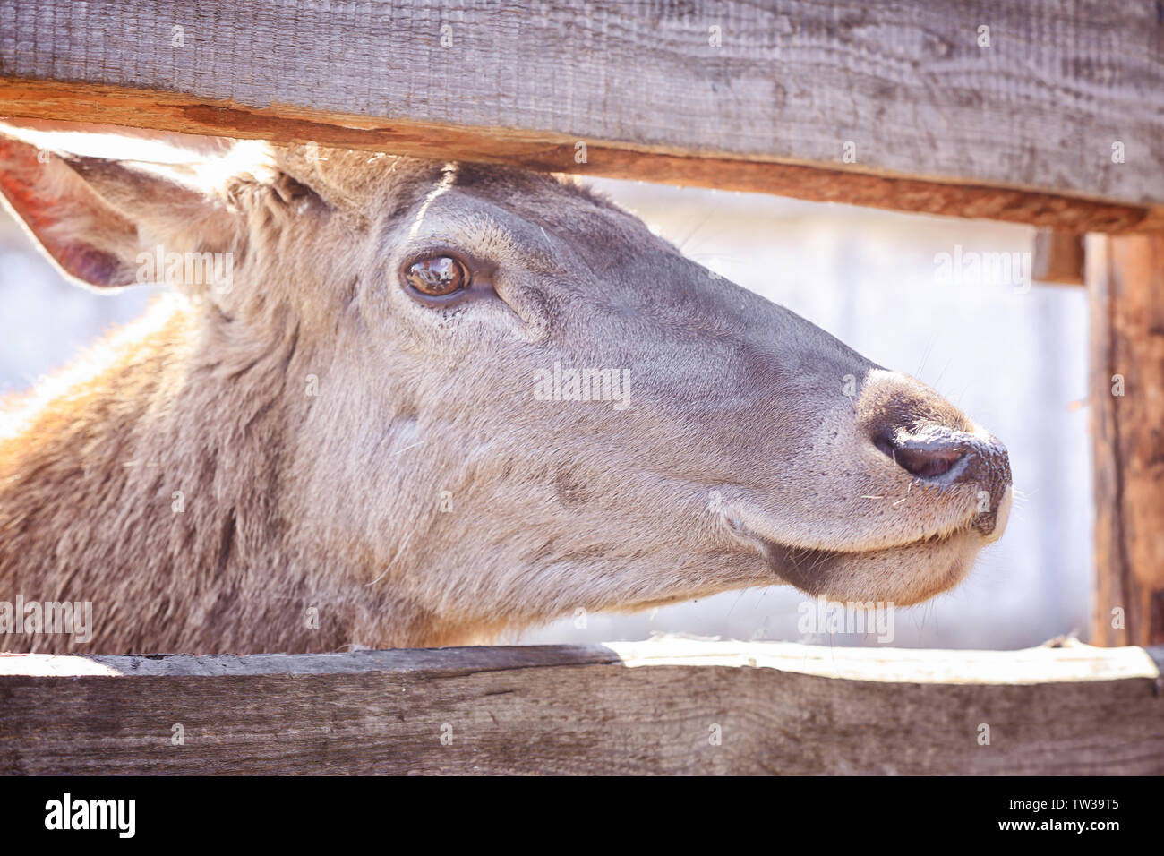 Deer in the enclosure enclosure fence hi-res stock photography and ...