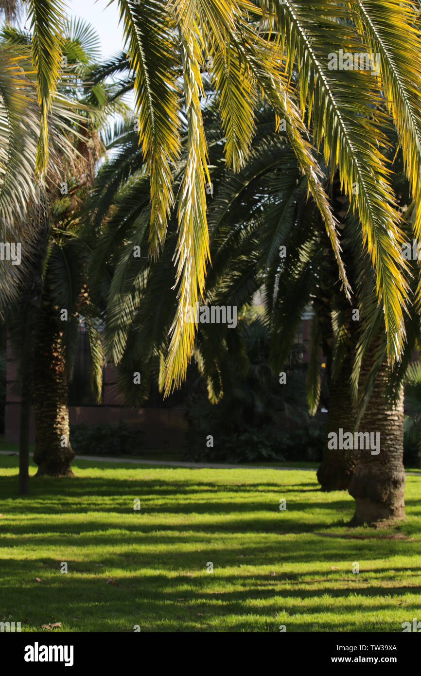 Blurred city park green trees hi-res stock photography and images - Alamy