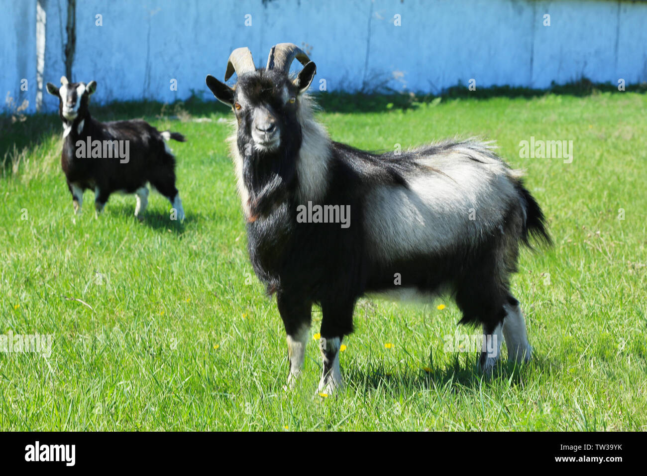 Goat goats farm livestock animal barnyard country rural hi-res stock ...