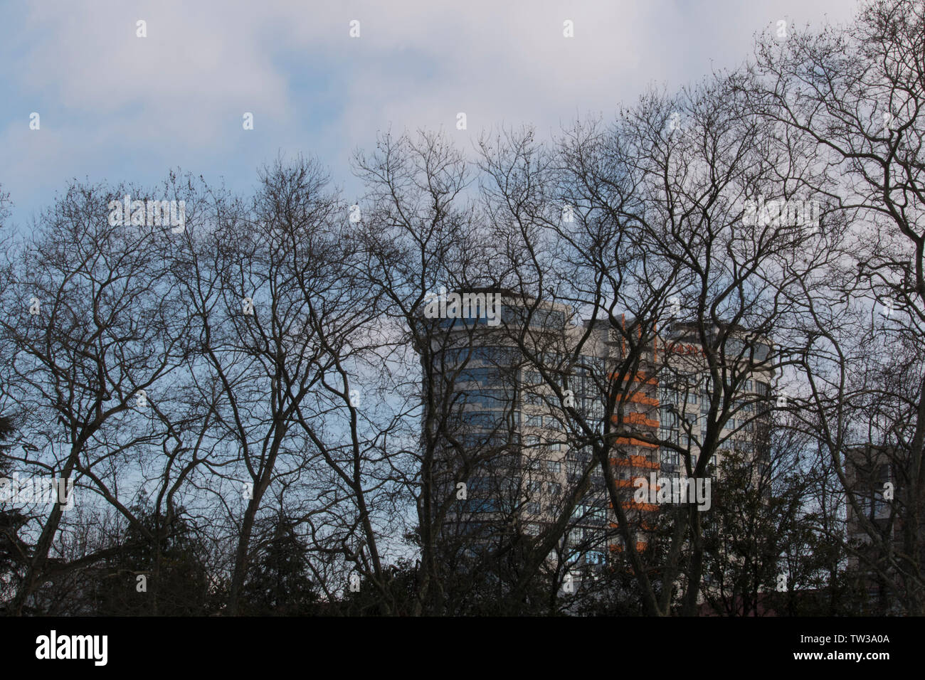 Urban tree without leaves on an spring day background skyscraper Stock ...