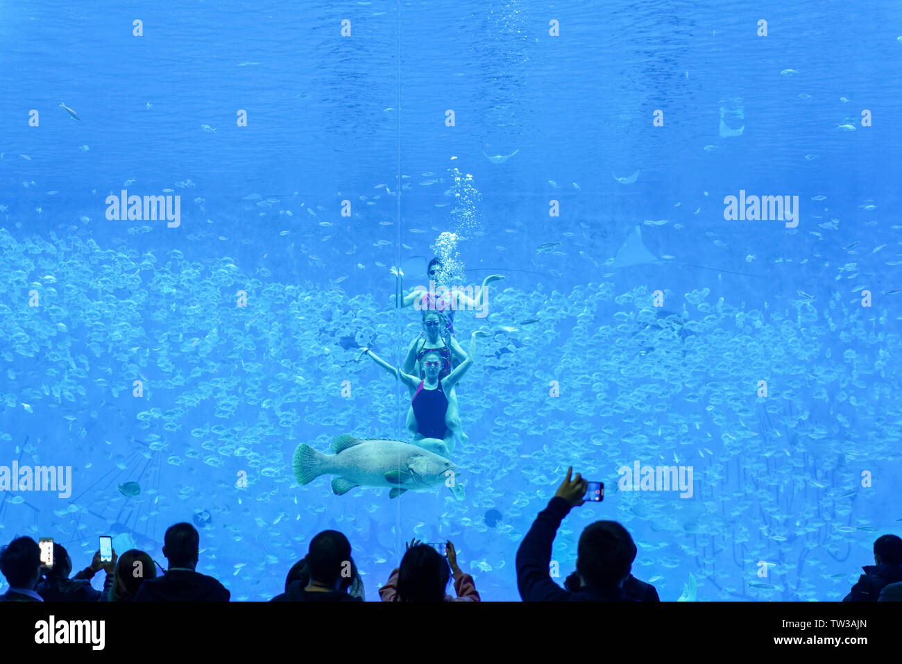 Mermaid performance at Haichang Ocean Park, Shanghai Stock Photo - Alamy