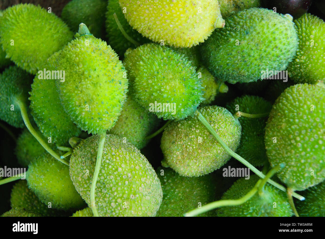 Ghee korola hi-res stock photography and images - Alamy