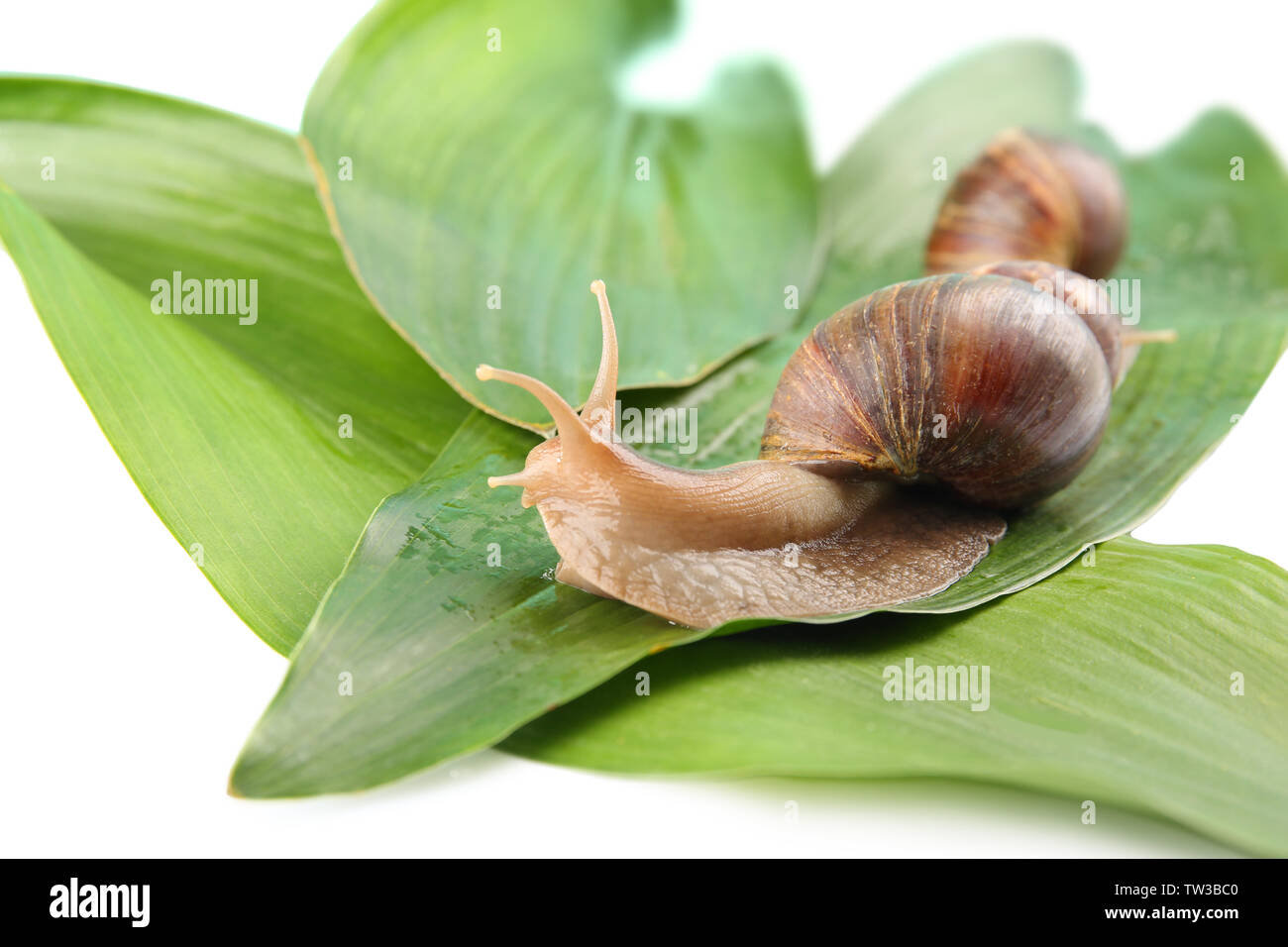 Giant Achatina snail and green leaves on white background Stock Photo ...