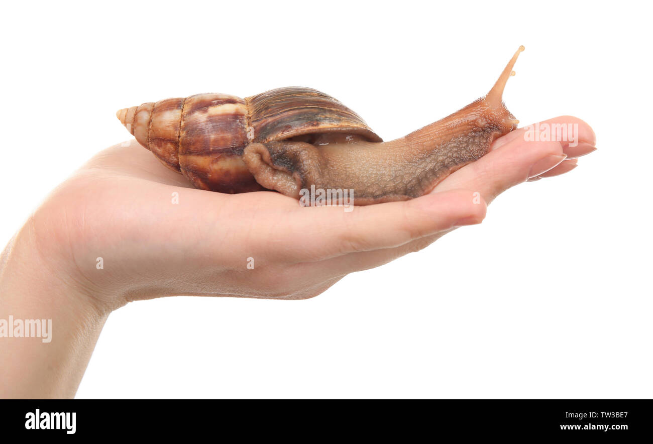 Female hand with giant Achatina snail on white background Stock Photo ...