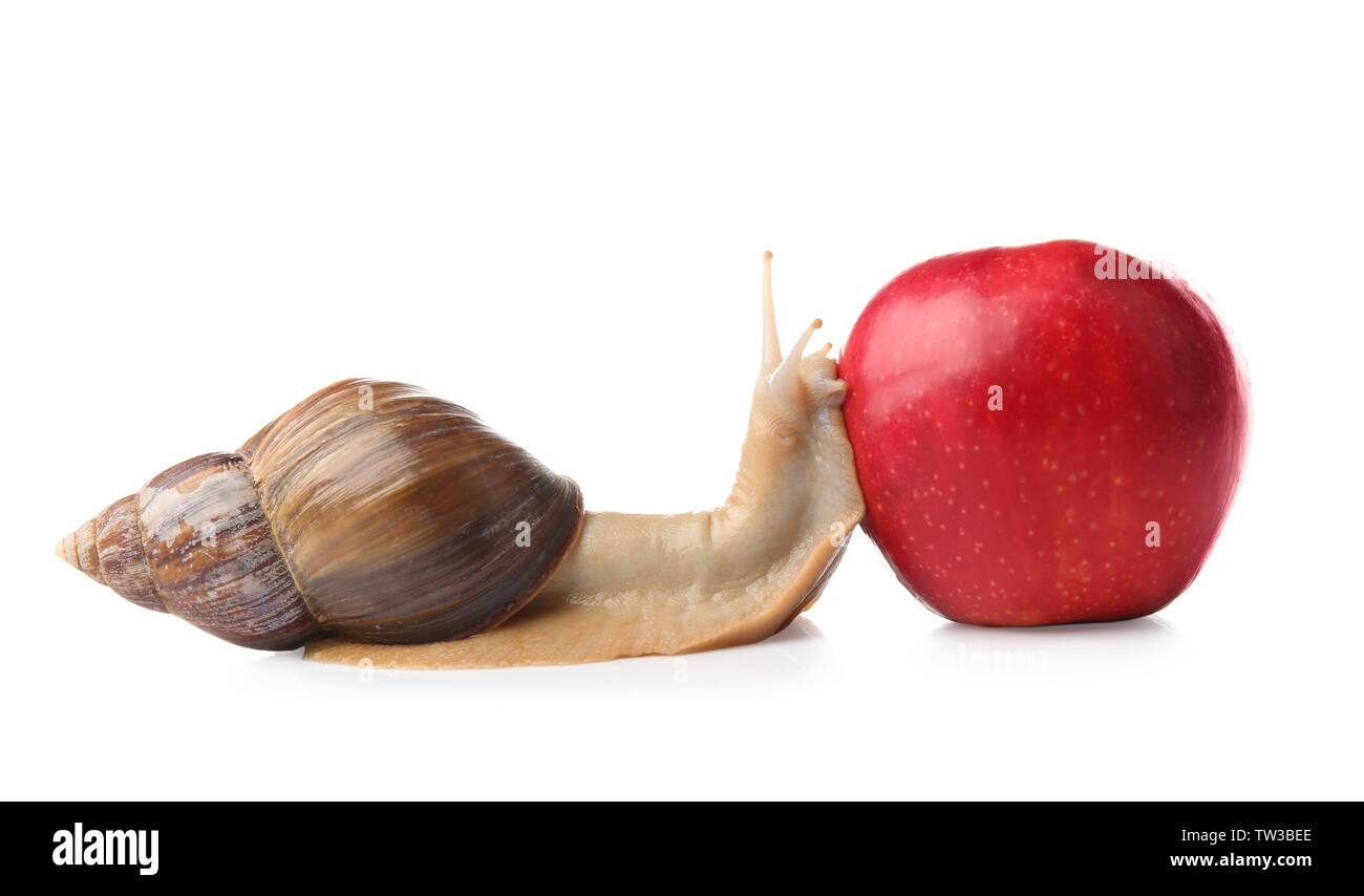 Giant apple snail hi-res stock photography and images - Alamy