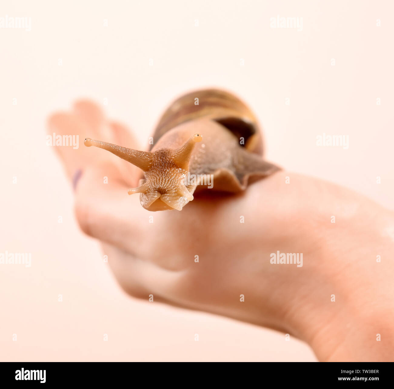 Female hand with giant Achatina snail on light background, closeup ...