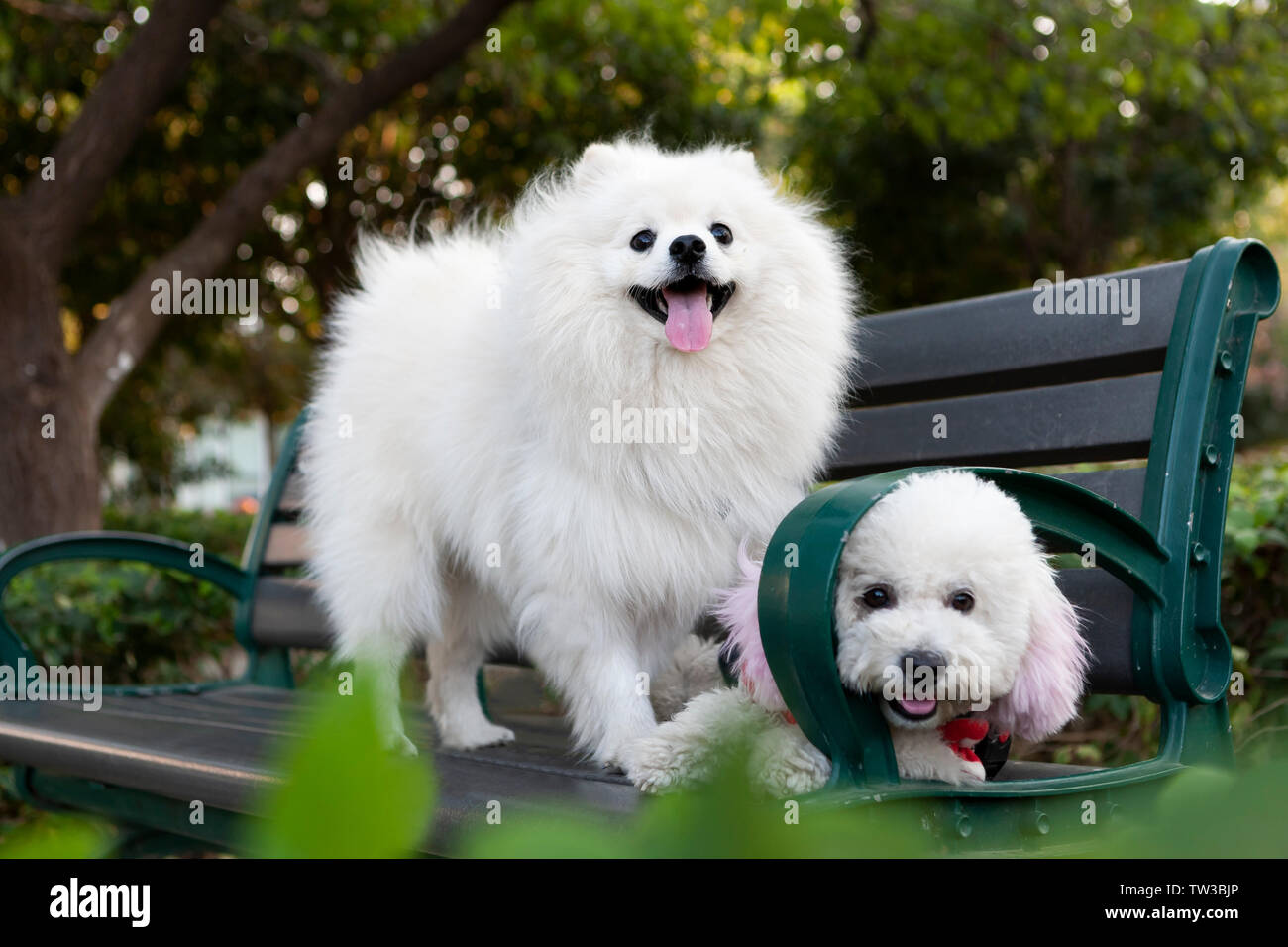 Pomey hi-res stock photography and images - Alamy