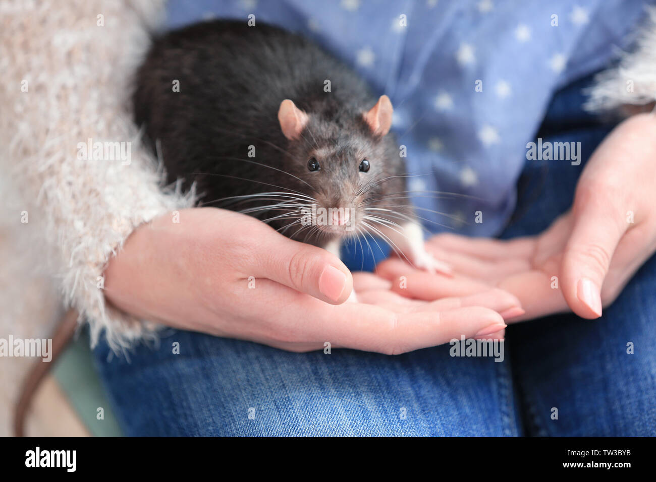 Young woman holding cute rat, closeup Stock Photo - Alamy