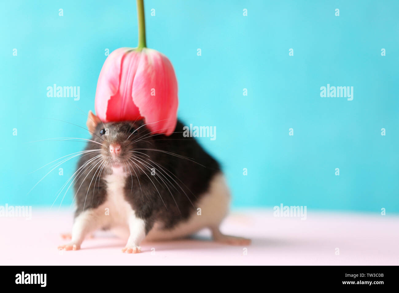 Cute rat with flower on table Stock Photo - Alamy