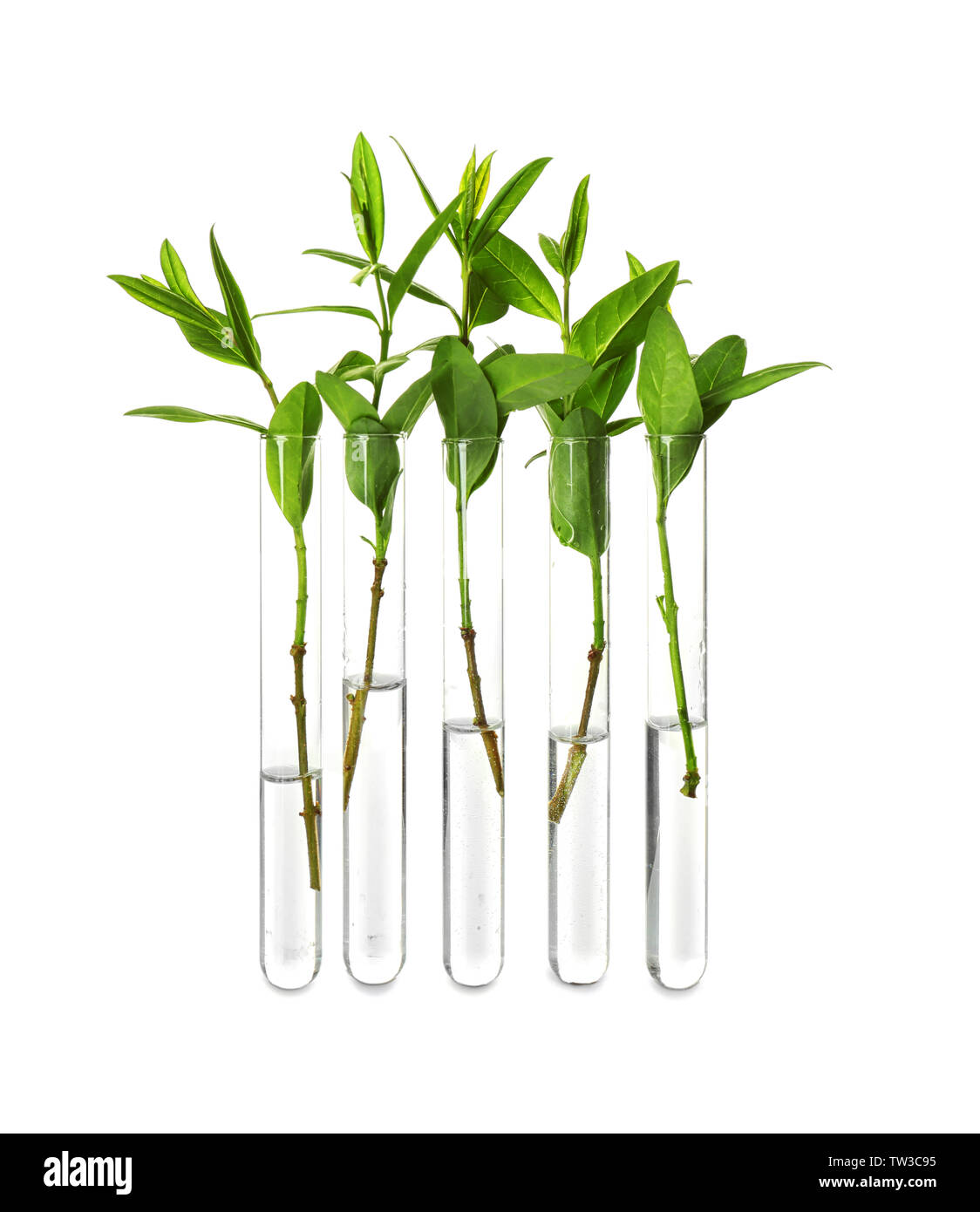 Tubes plant Cut Out Stock Images & Pictures - Alamy