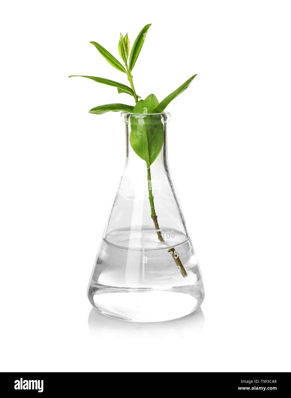 Experiment flask with leaves hi-res stock photography and images - Alamy
