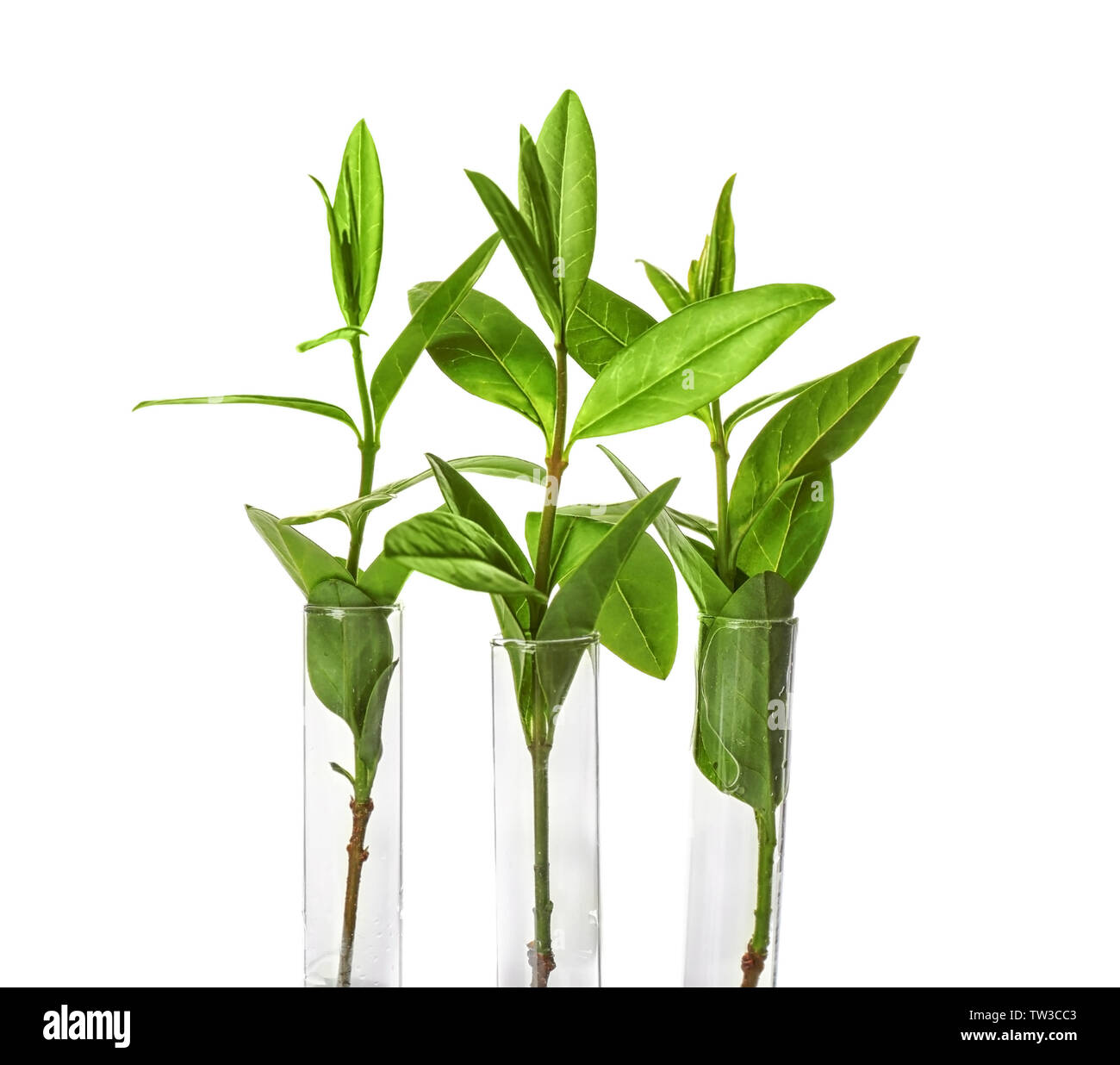 Plant in glass tubes isolated on white Stock Photo - Alamy