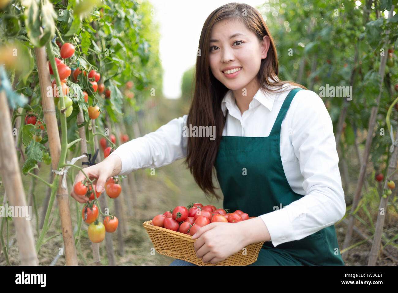 young beautiful chinese woman works in green field Stock Photo - Alamy