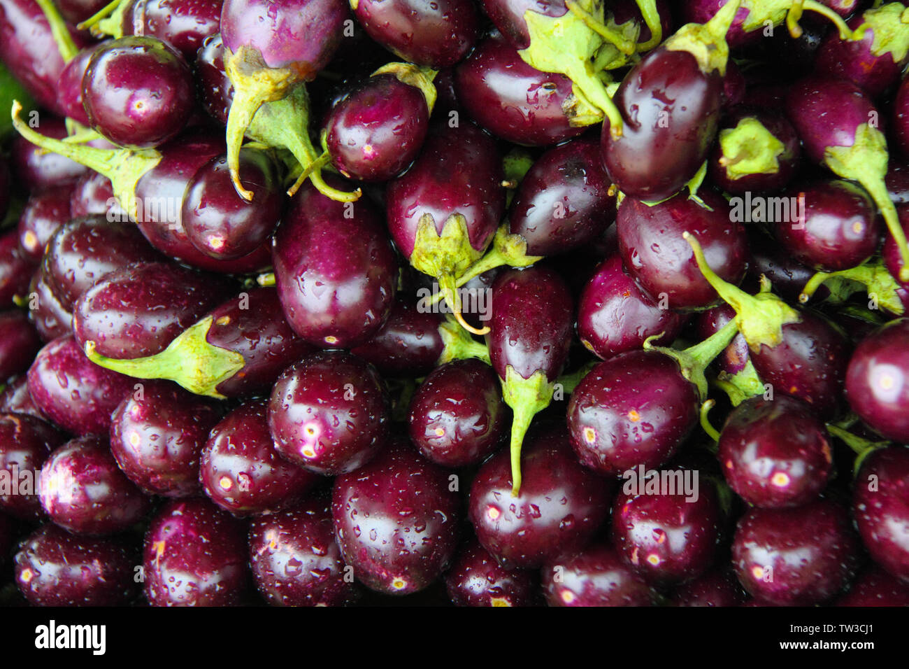 Eggplant aubergine melongene hi-res stock photography and images - Alamy