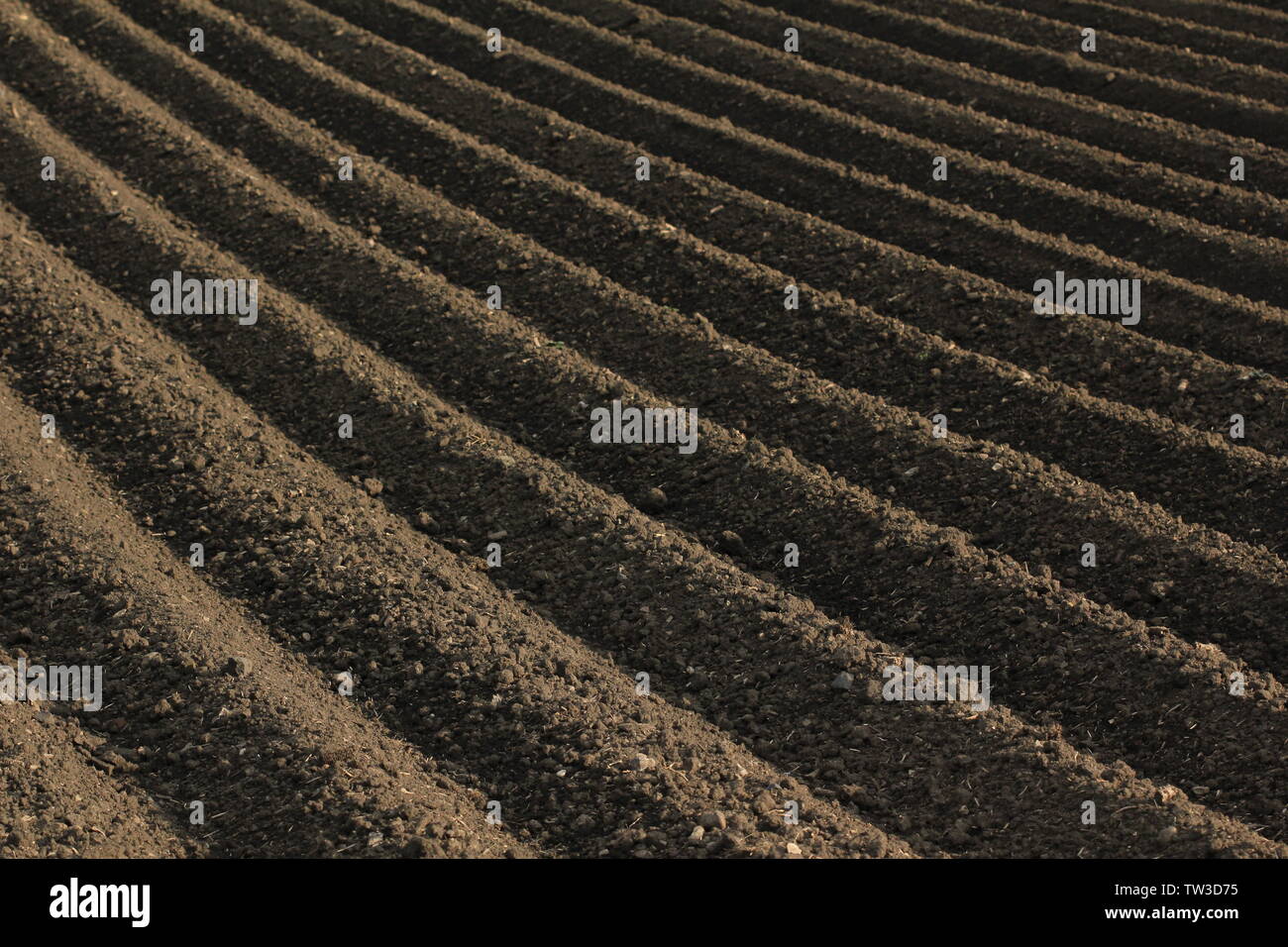 Freshly tilled field with parallel plow furrows Stock Photo - Alamy