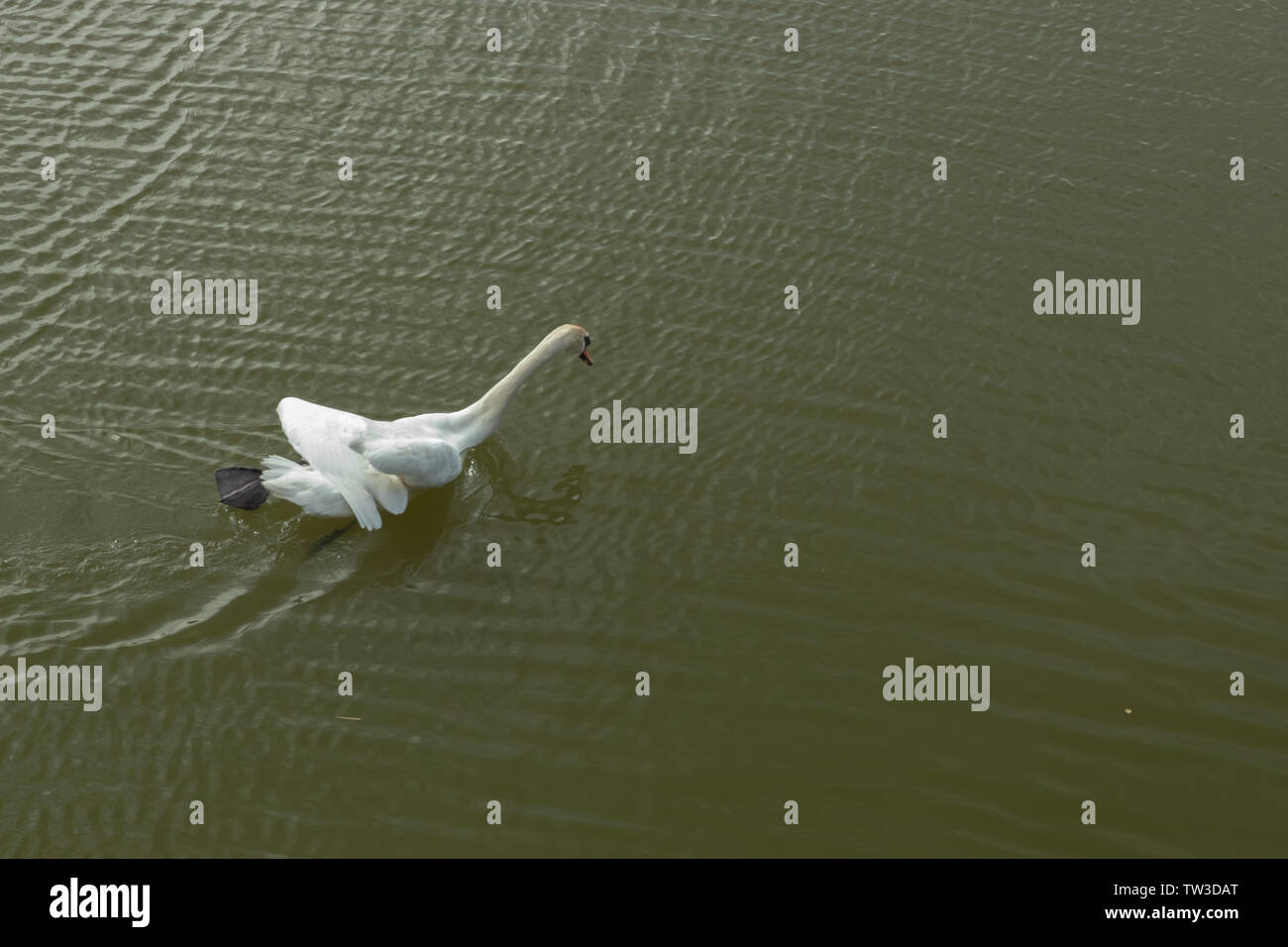 Mute Swan on Toolo bay in Helsinki, Finland Stock Photo - Alamy