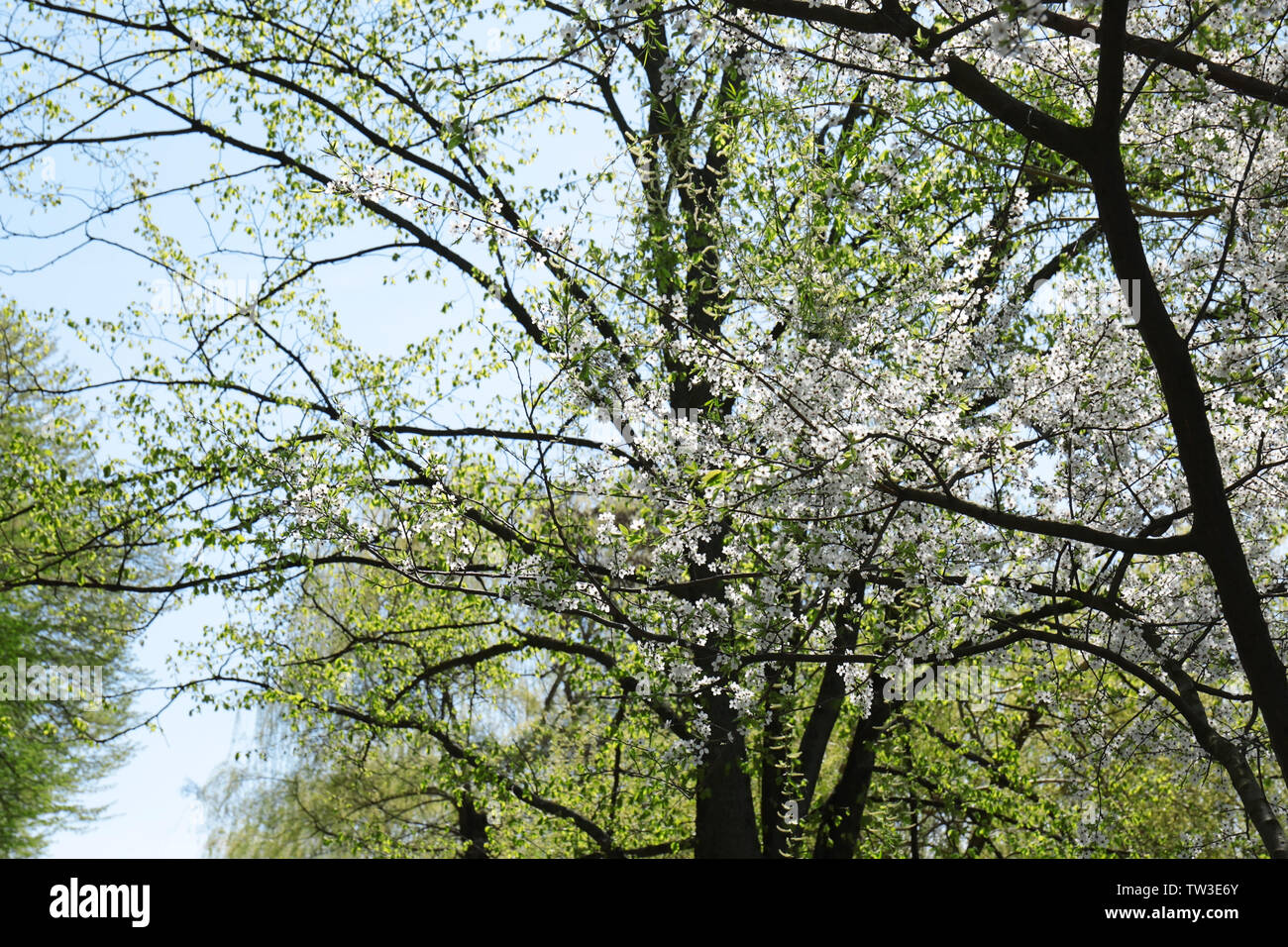 Branches of blooming trees on spring day Stock Photo - Alamy