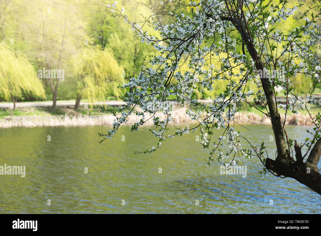 Branches of blooming tree near river on spring day Stock Photo - Alamy