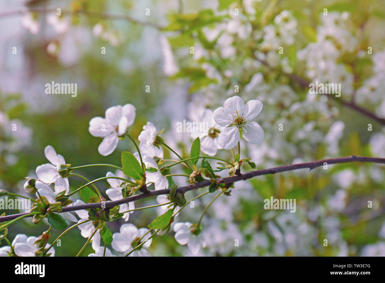 Branches of blooming tree on spring day Stock Photo - Alamy