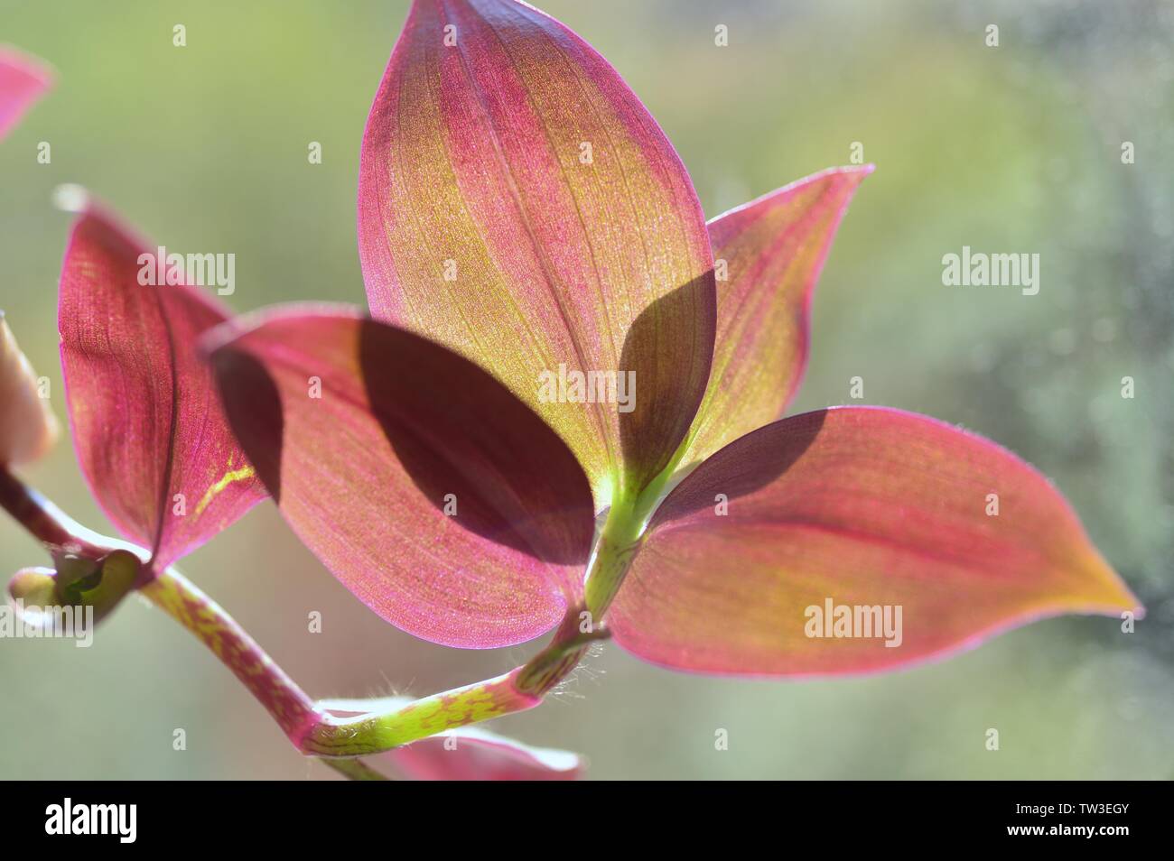 Grain planting and tropical bloom park exquisite hi-res stock ...
