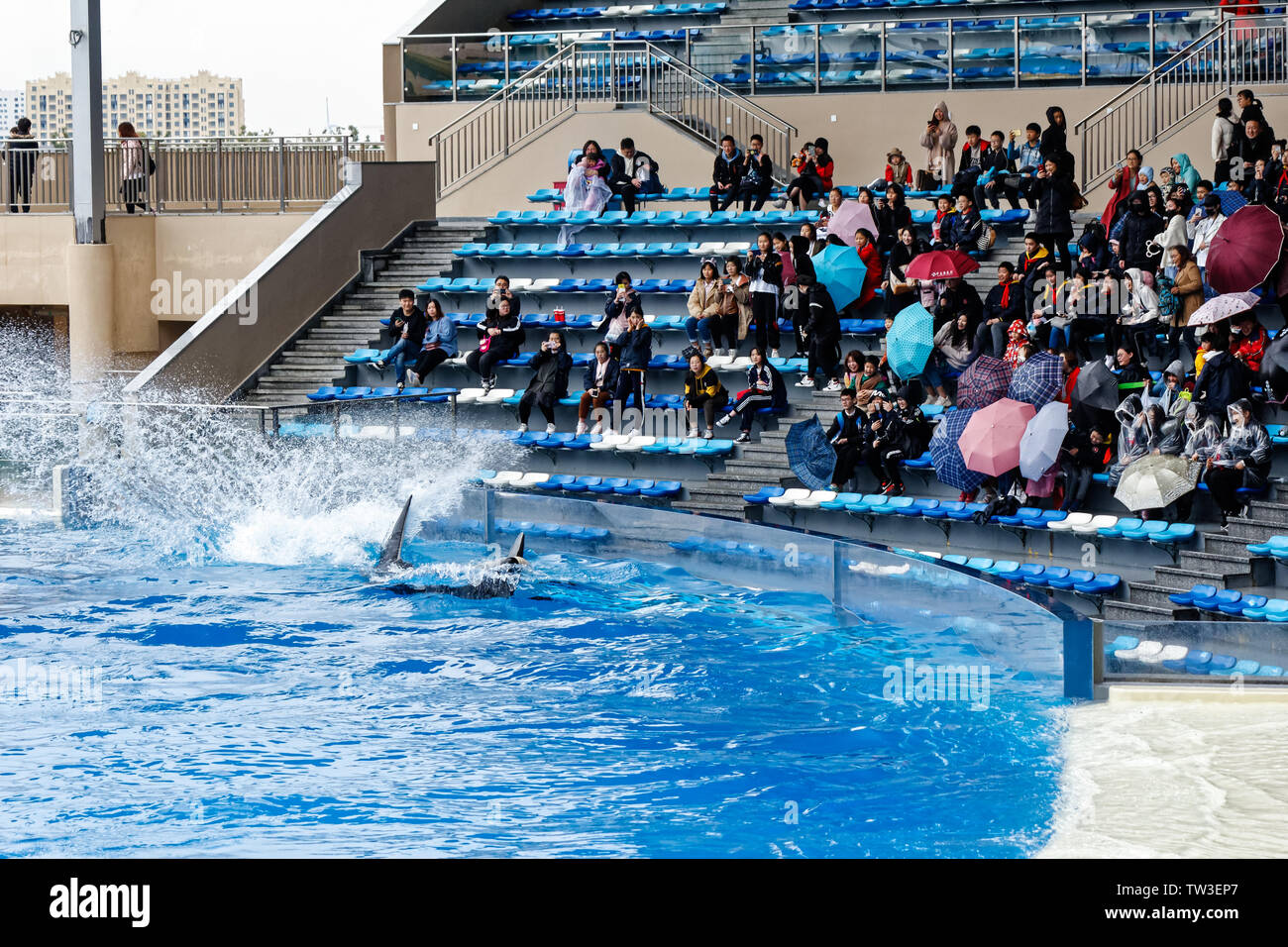 killer whale show Stock Photo - Alamy