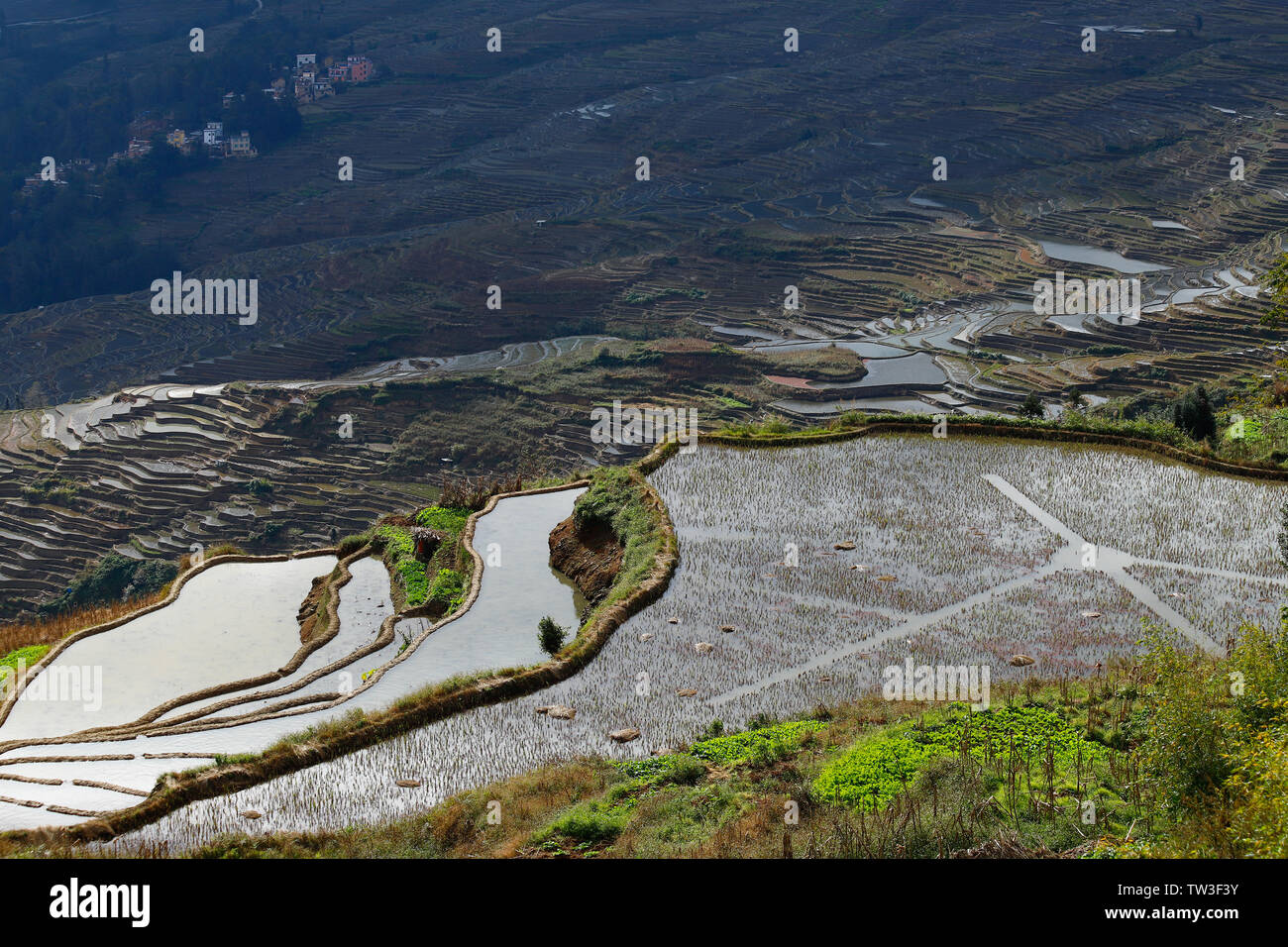 Rice terraces of Yunnan, China. The famous terraced rice fields of ...