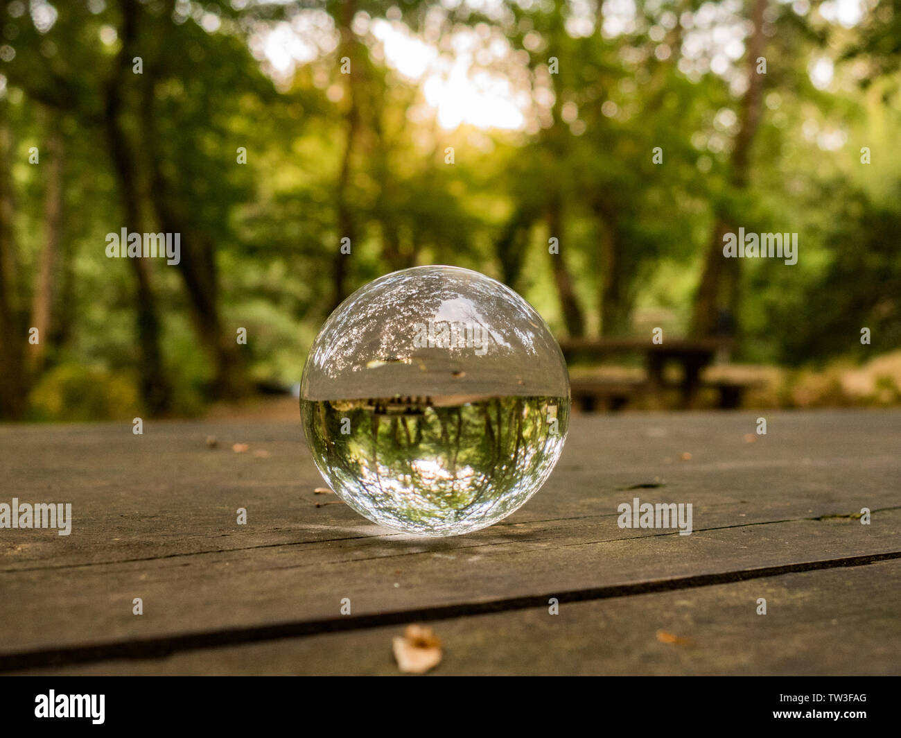 Forest reflection in glass ball on wood table Stock Photo - Alamy