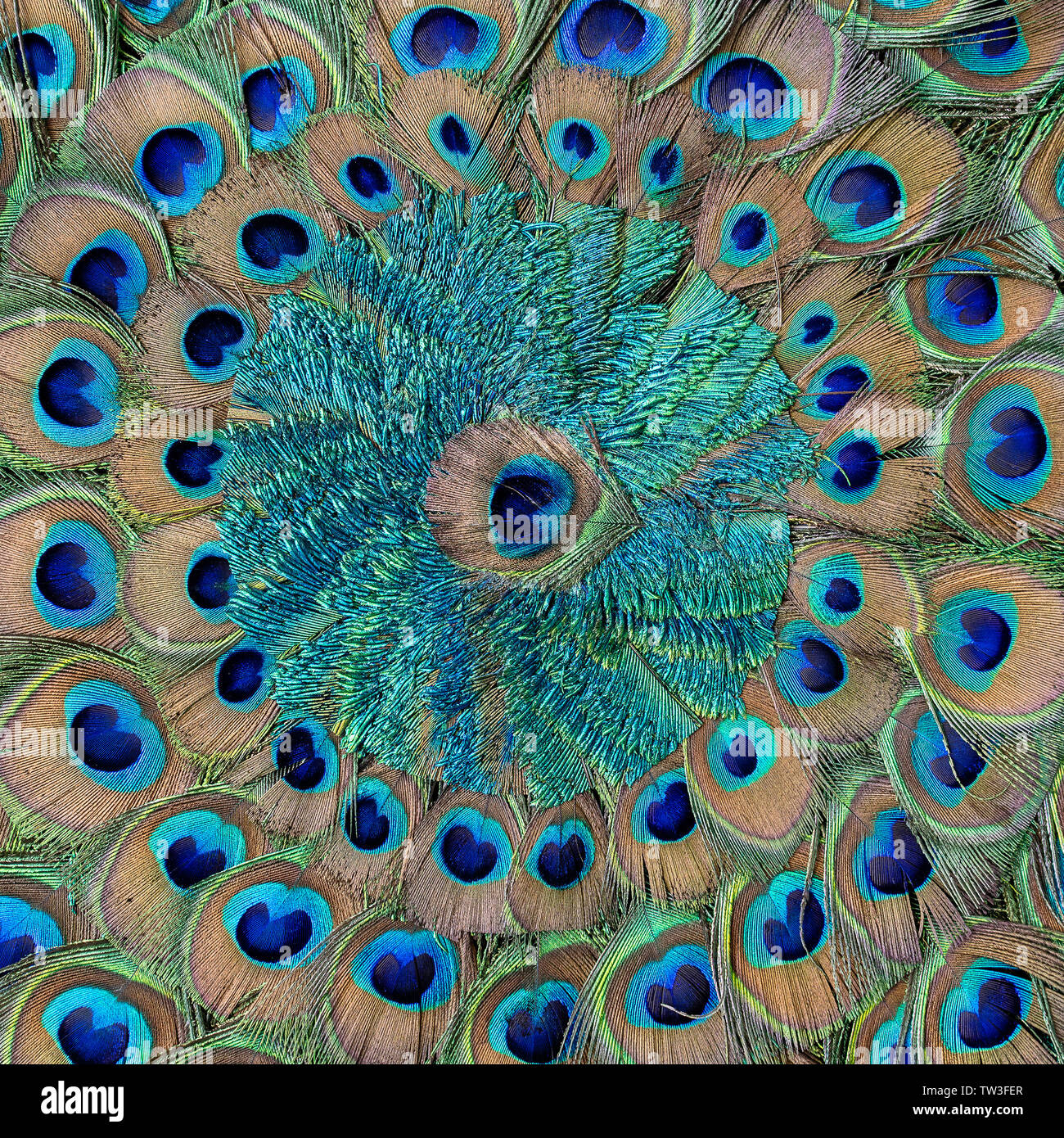 Indian Peacock Background Patterns