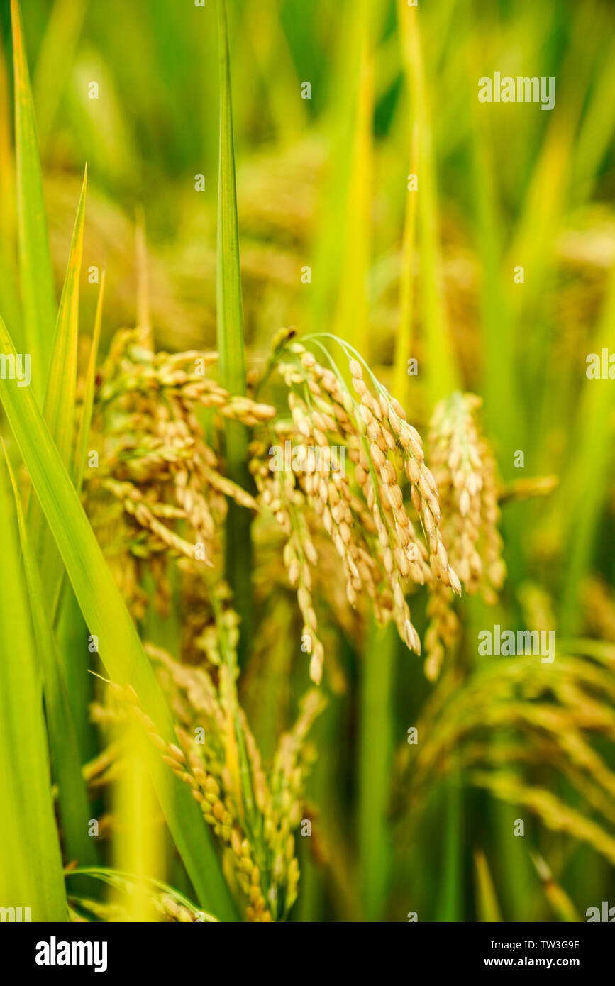 Harvesting rice, rice, rice, grain Stock Photo - Alamy