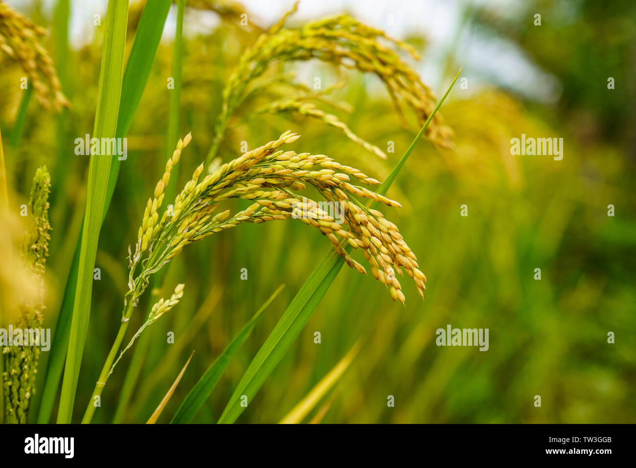 Dry rice, rice, grain harvest Stock Photo - Alamy