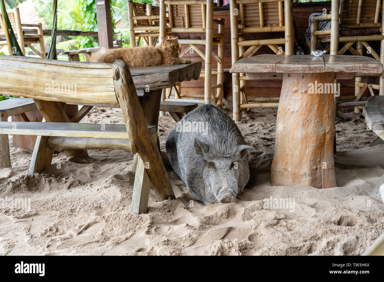 Big pig with ginger cat sleeping on sand near the beach cafe on the tropical island of Koh ...