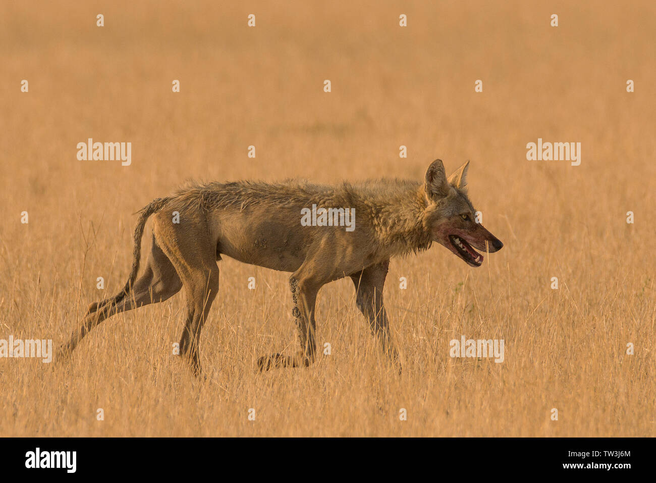 Indian wolf hi-res stock photography and images - Alamy