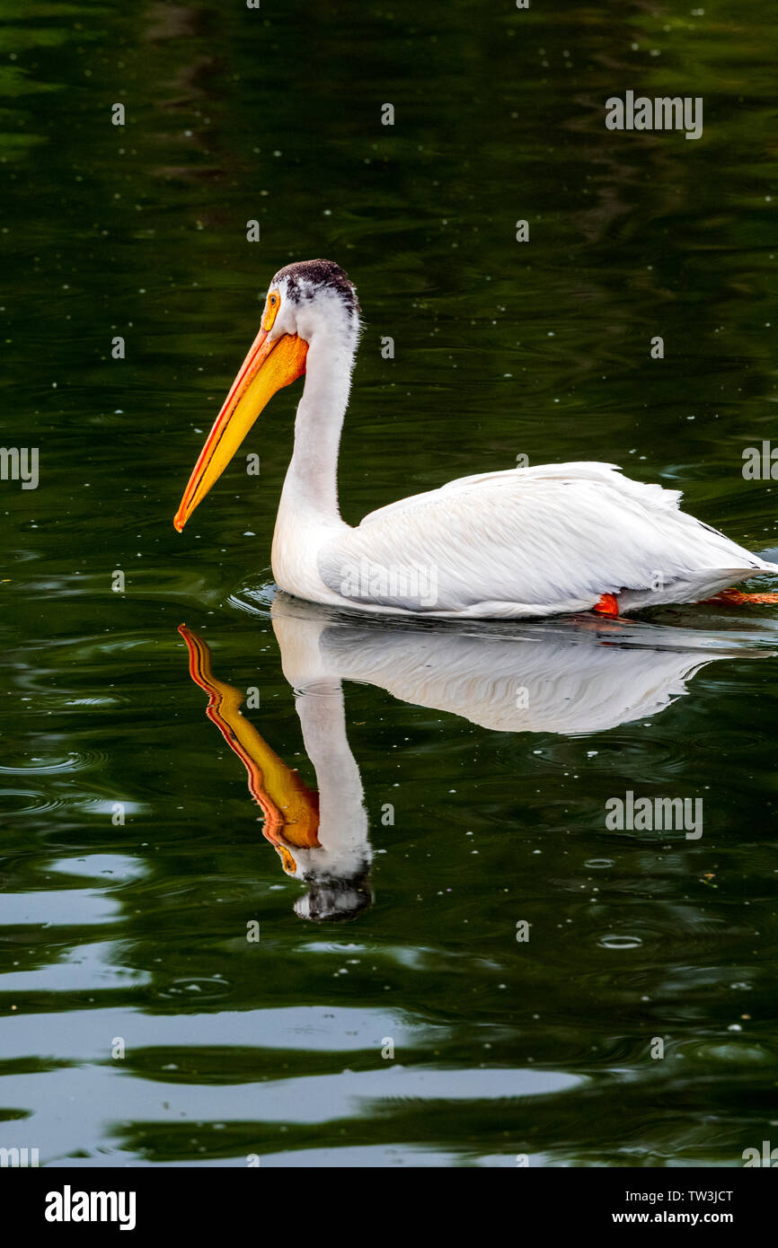 American White Pelican swimming in Sands Lake State Wildlife Area ...