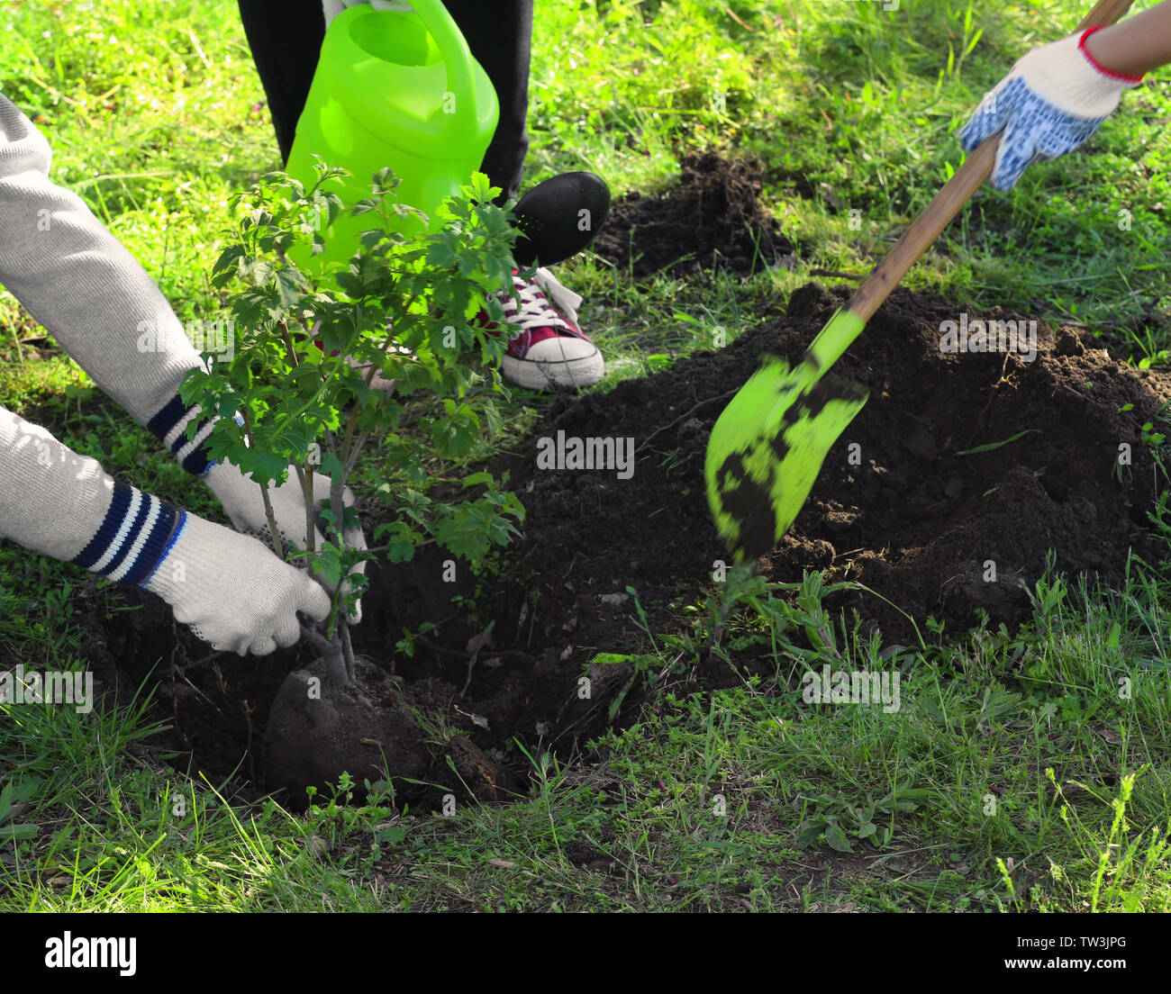 Volunteer planting tree hands shovel hi-res stock photography and ...