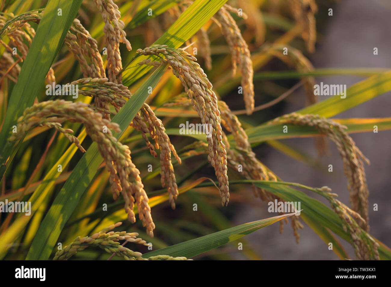 Mature rice ears Stock Photo - Alamy