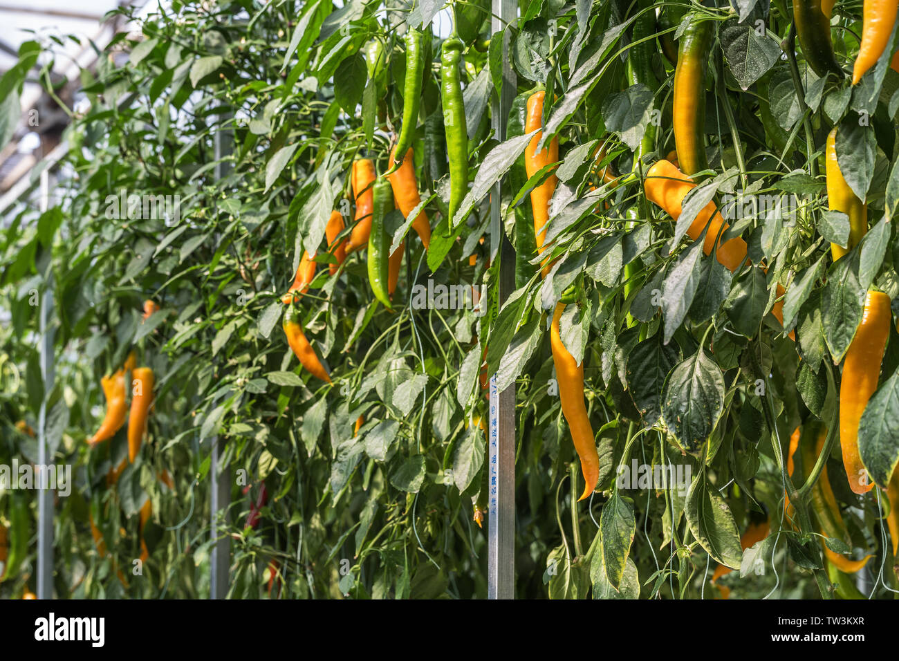 Three-dimensional planting of chili peppers, filmed at Shandong ...