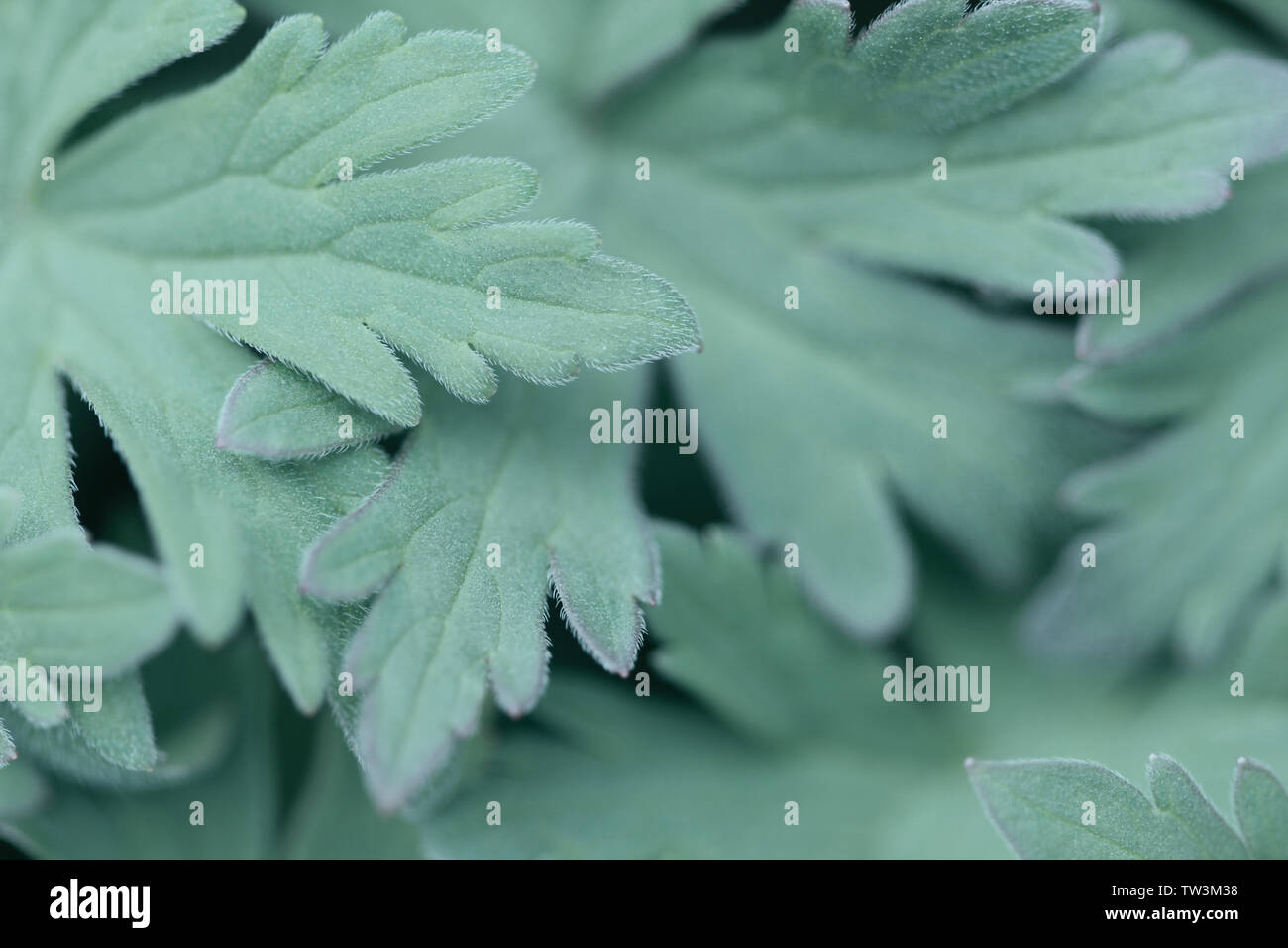 Velvet Weed High Resolution Stock Photography and Images - Alamy