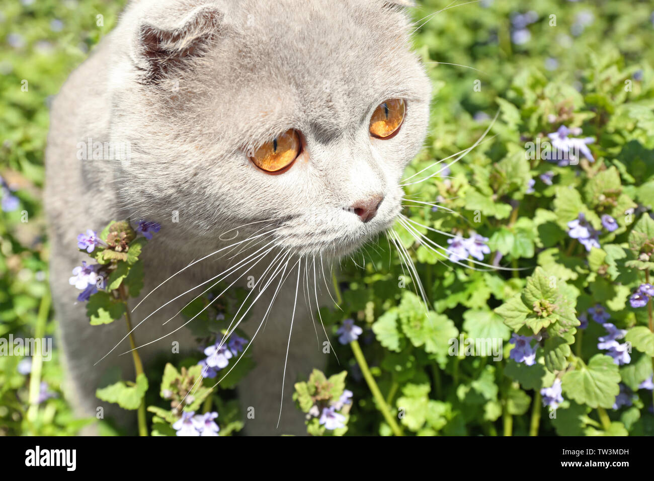 Cute cat walking in flowerbed outdoor Stock Photo - Alamy