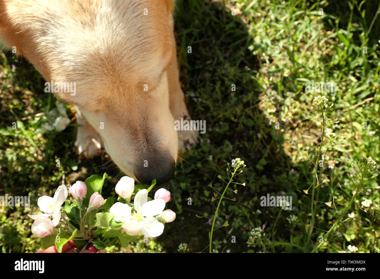Cute funny dog smelling flowers outdoors Stock Photo - Alamy