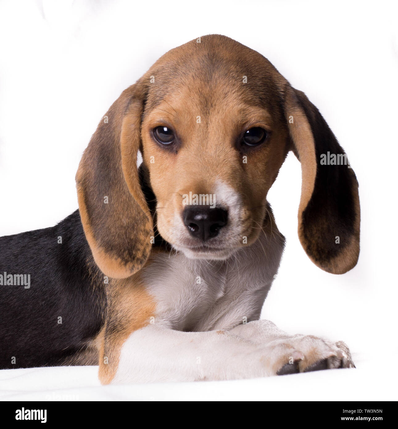 Portrait of Beagle dog breed isolated on white background Stock Photo ...